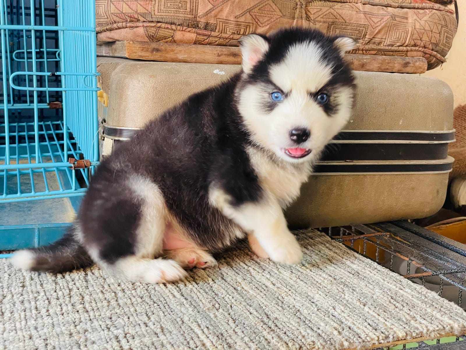 Siberian Husky Price In Mumbai Doggywala Siberian Husky Price In Mumbai Doggywala