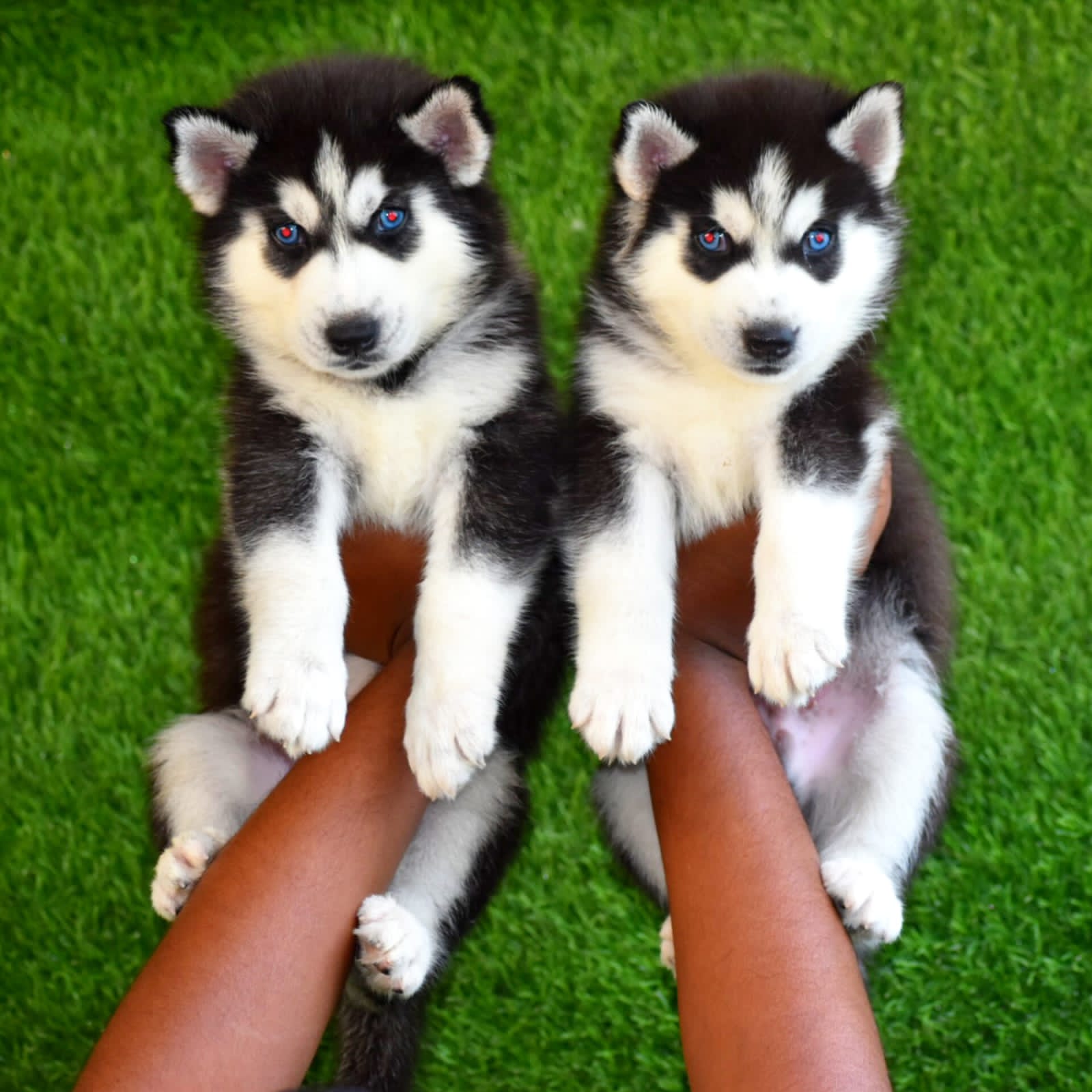 Siberian Husky Price In Mumbai Doggywala Siberian Husky Price In Mumbai Doggywala