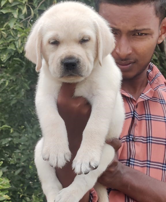 Labrador Retriever Price In Mumbai Doggywala Labrador Retriever Price In Mumbai Doggywala