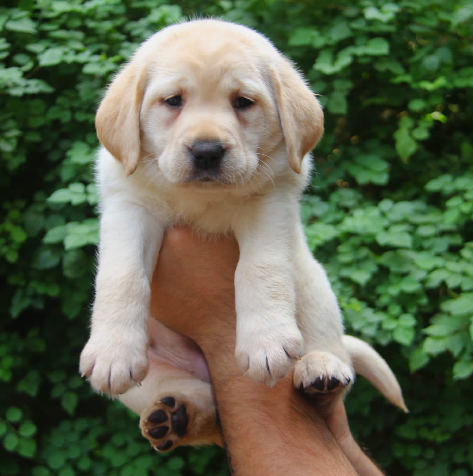 Labrador Retriever Price In Hyderabad - Doggywala